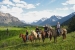 Guided Trail Horseback Riding in the Alberta Rockies | Alpine Stables